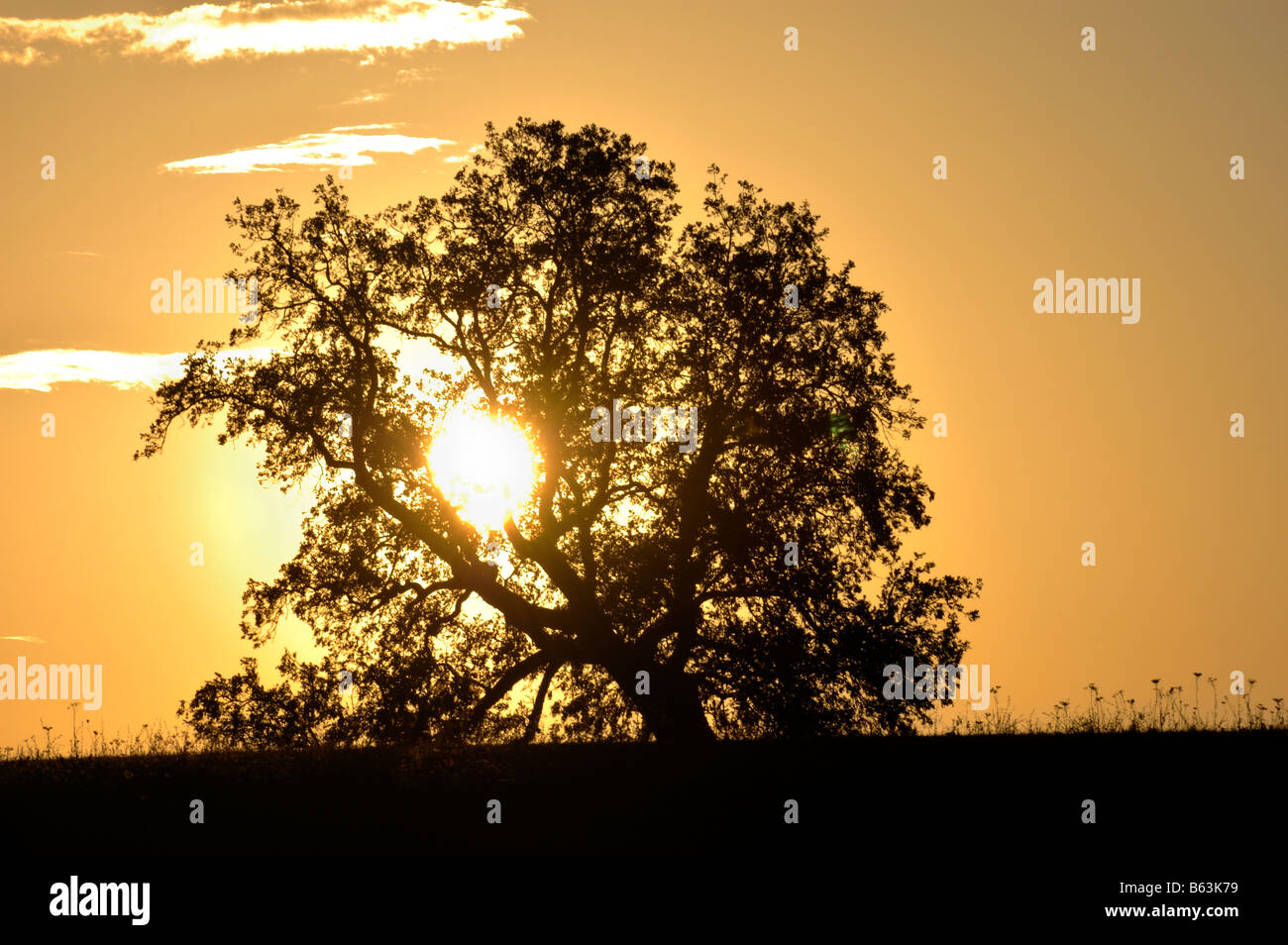 Silhouette of a bent tree with the sun shining through it at dusk on a ...