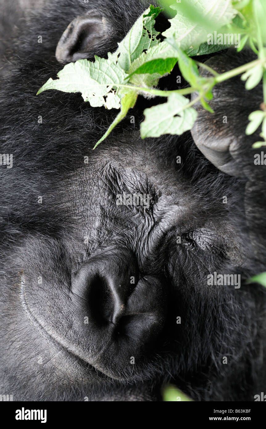 Mountain Gorilla Gorilla Beringei asleep sleep sleeping rest resting in ...