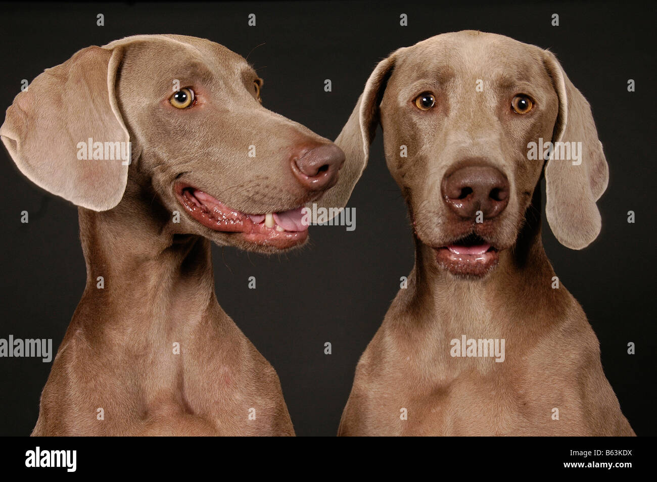 Vizsla And Weimaraner Puppies
