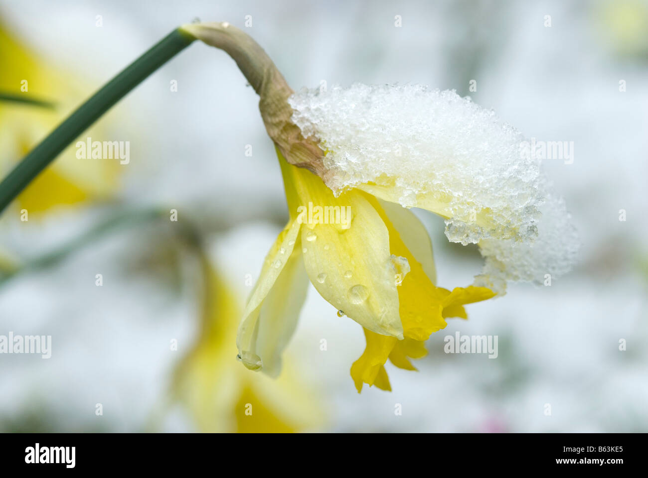 Lent lily tenby daffodil narcissus pseudonarcissus hi-res stock ...