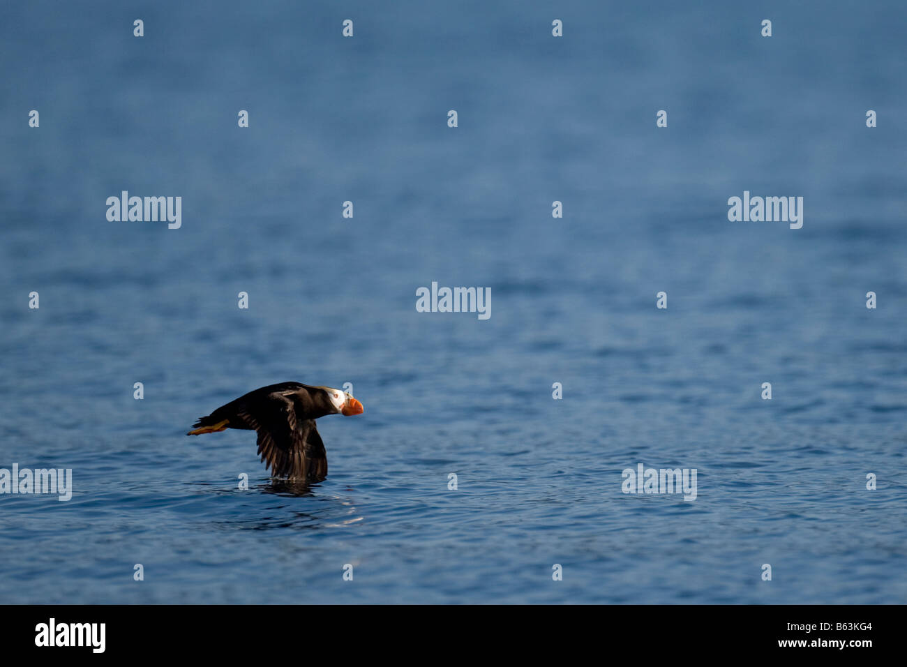 Flying horned puffin hi-res stock photography and images - Alamy