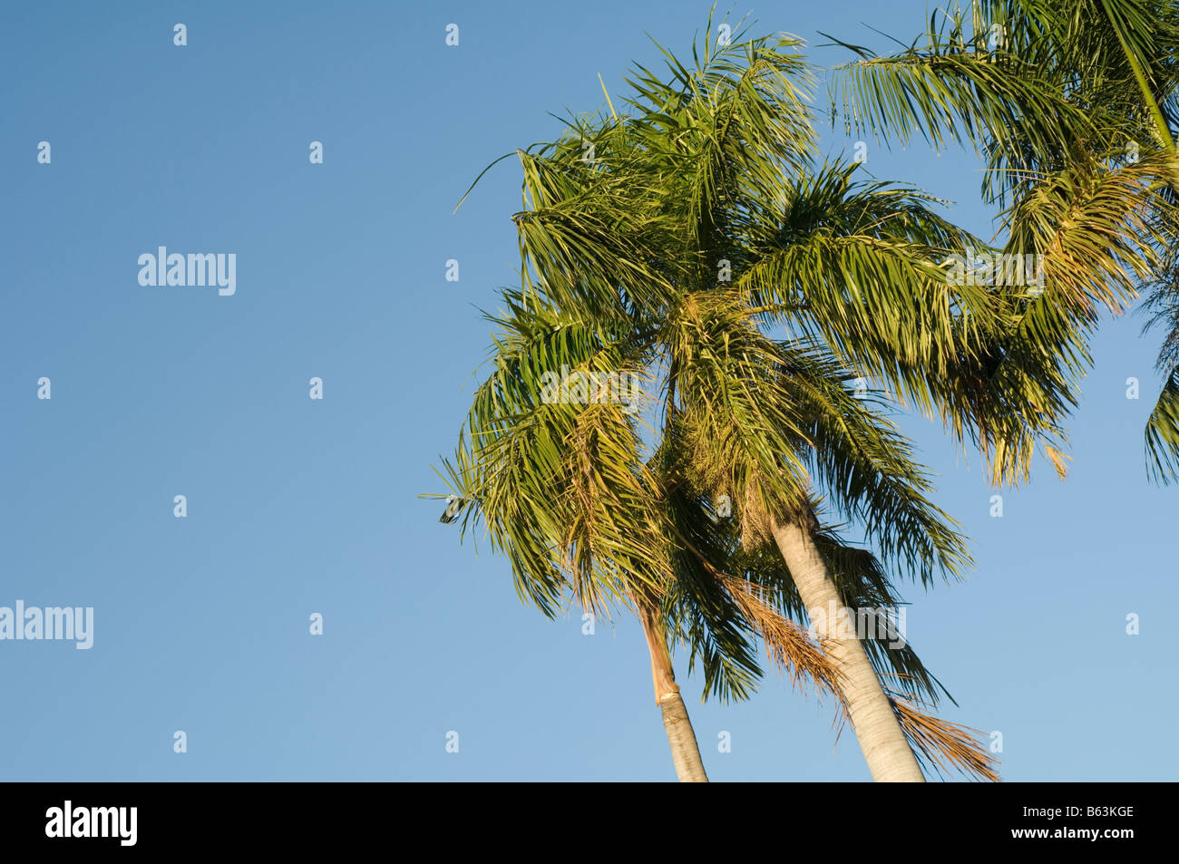 The top of three palm trees Stock Photo - Alamy