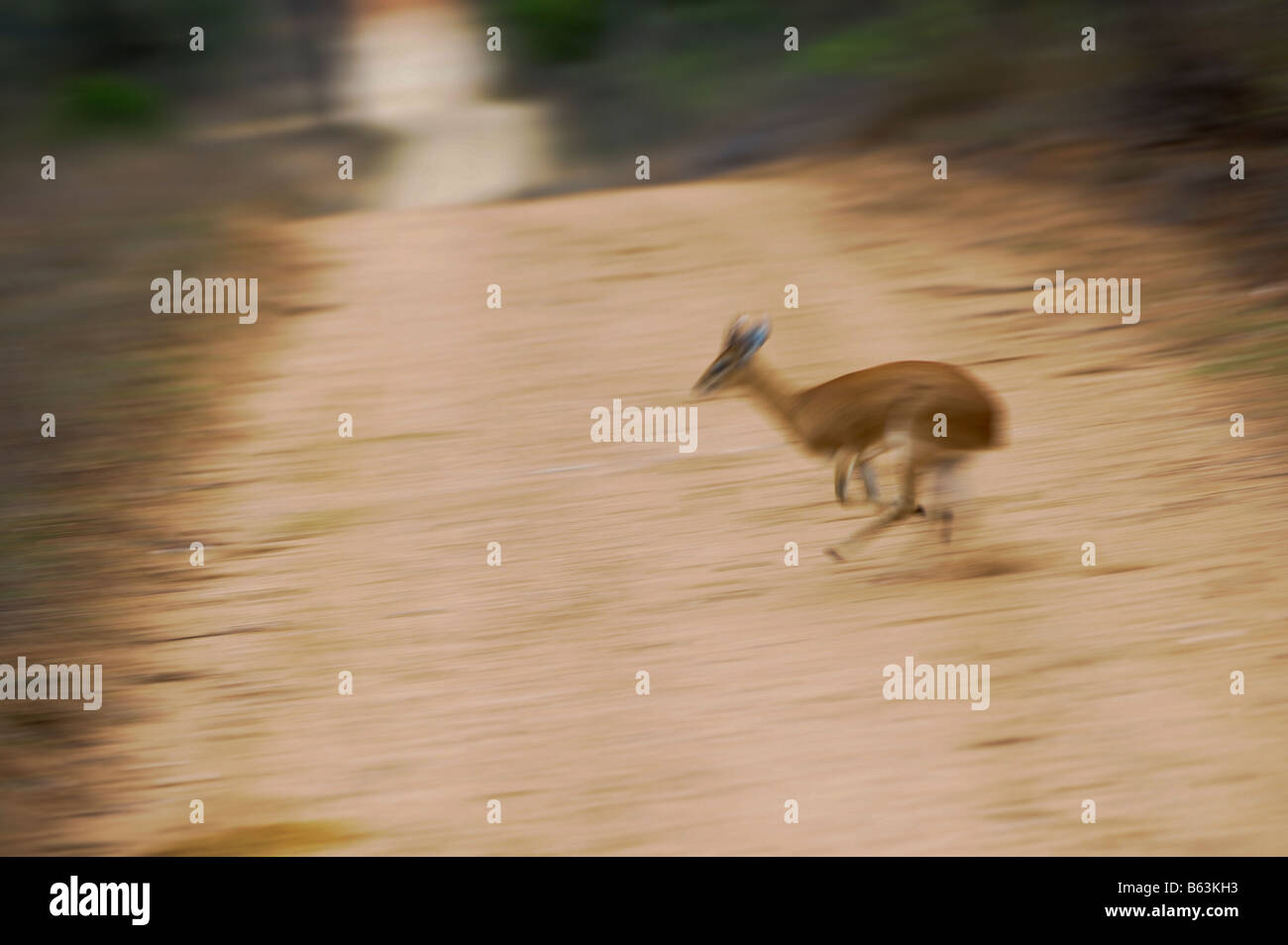 Impala running hi-res stock photography and images - Alamy