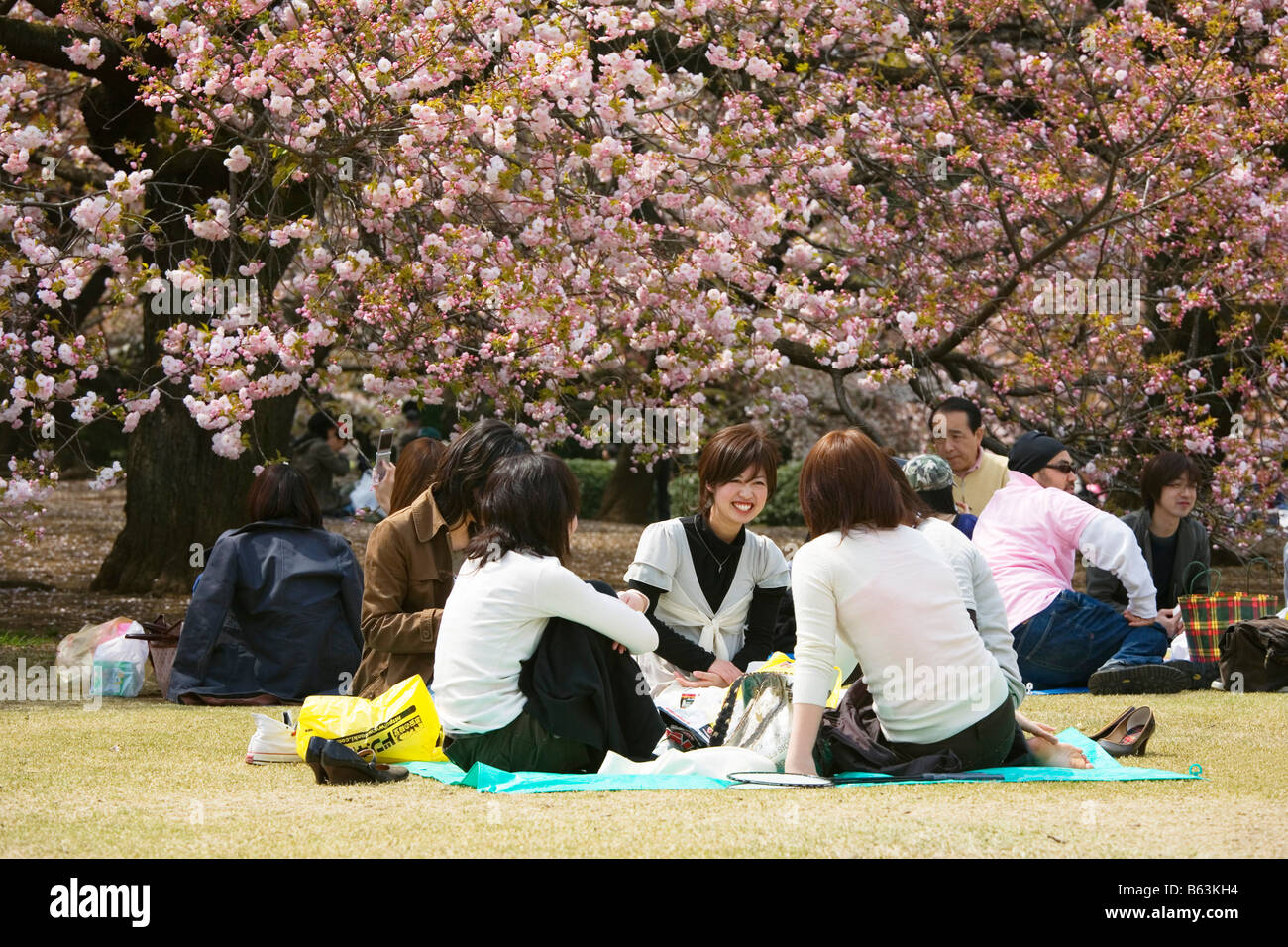 SHINJUKU GYOEN HANAMI PICNIC Stock Photo - Alamy
