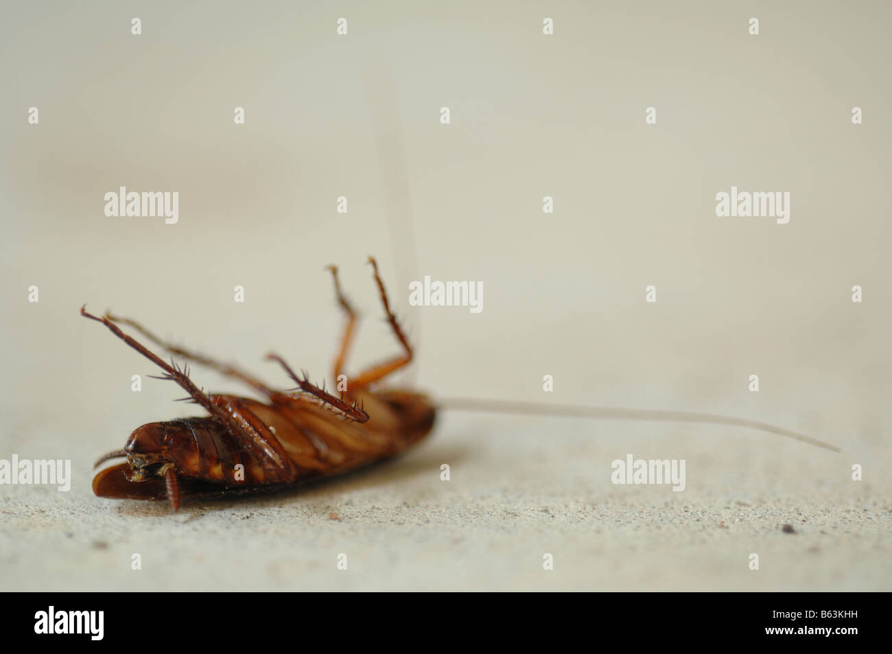 A dead cockroach Stock Photo - Alamy