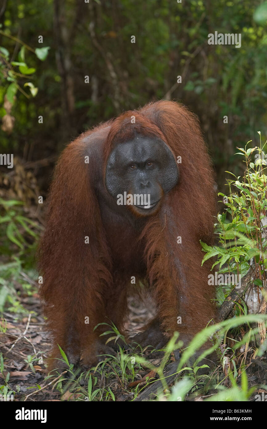 Male orangutan [Pongo pygmaeus] walking on it´s knuckles in Tanjung ...
