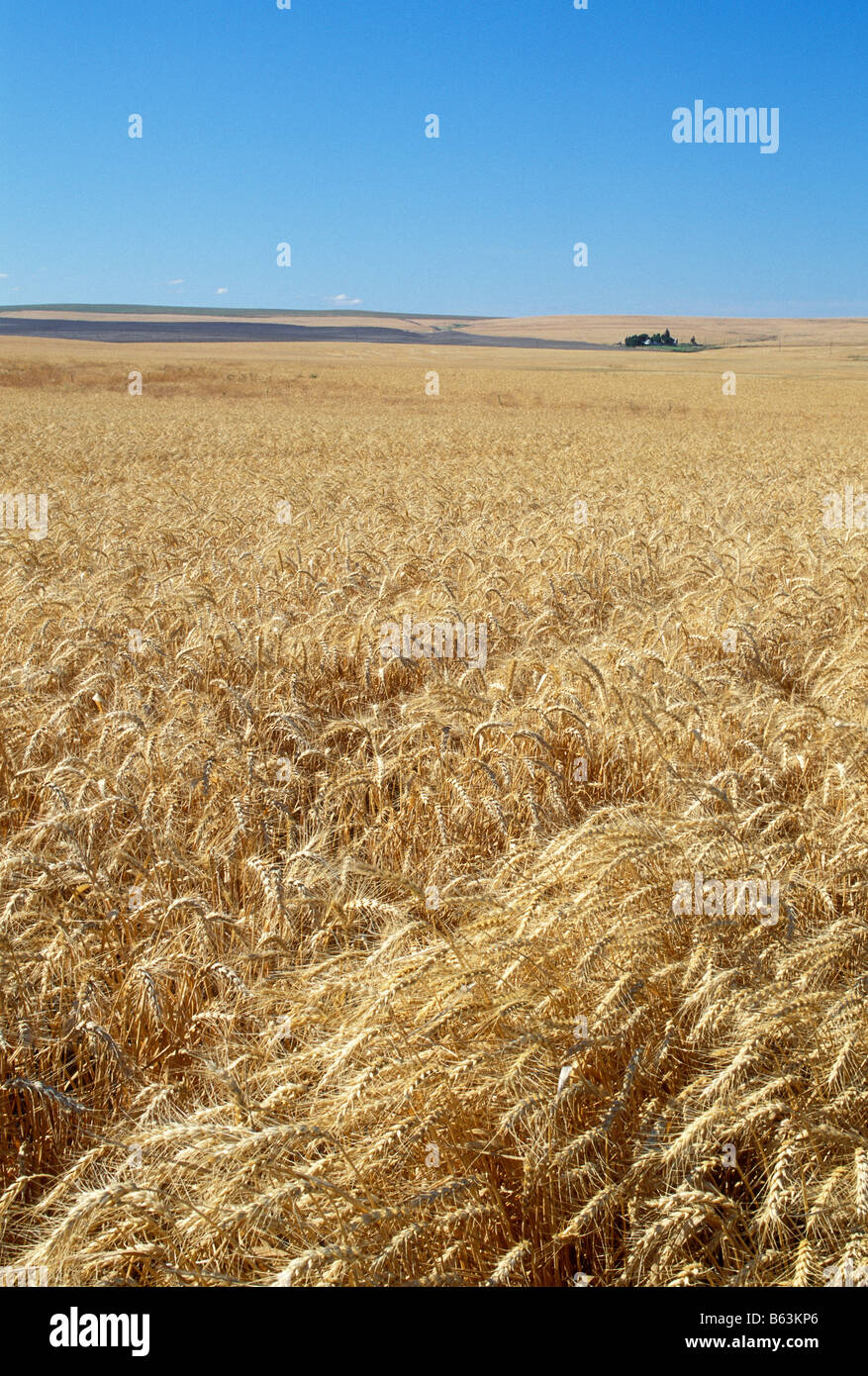 Wheat field ready for harvest with farm house in background Morrow ...
