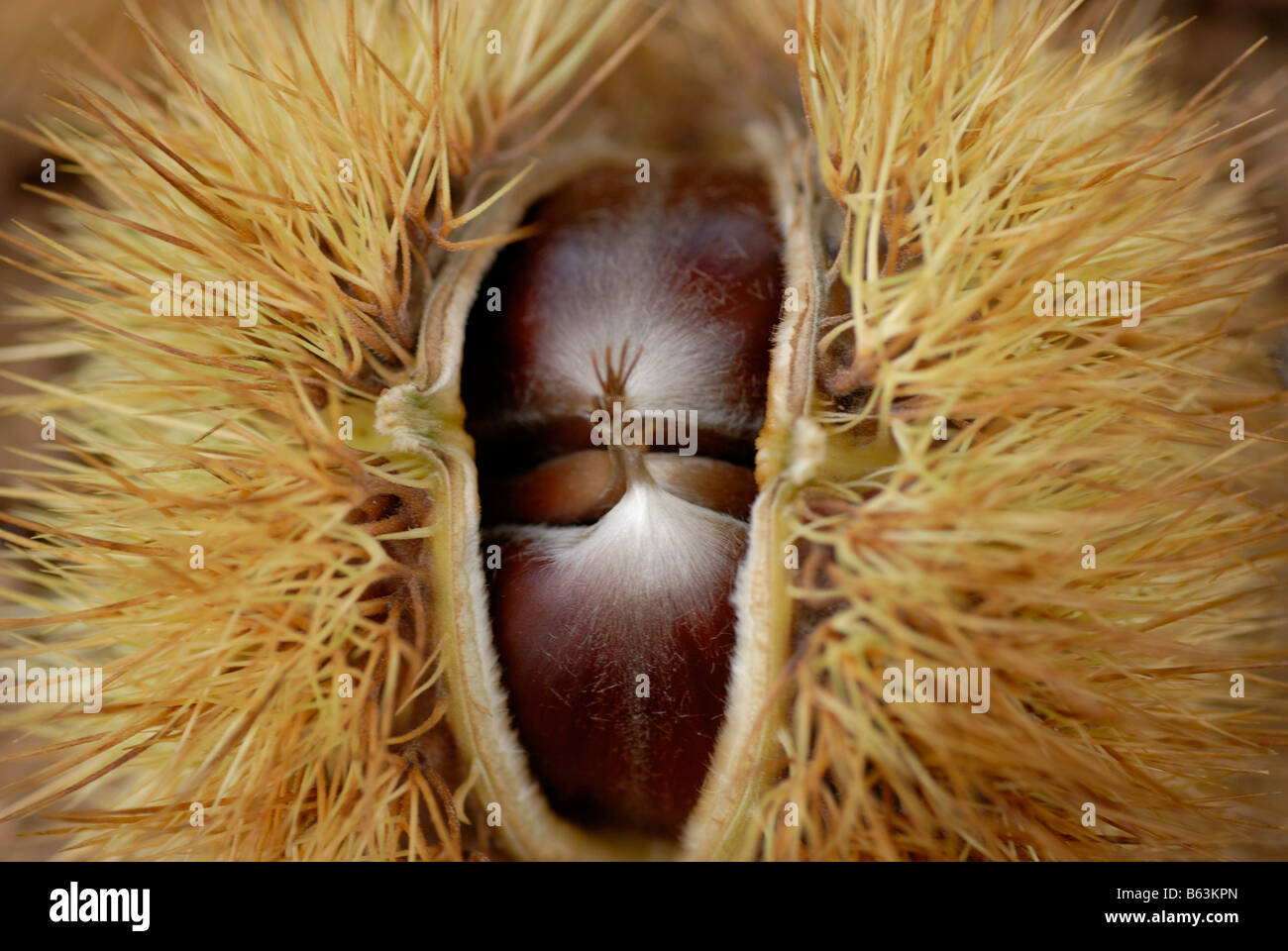Chestnuts, Chestnut tree. Fall colors Autumn colours fallen fruit ...