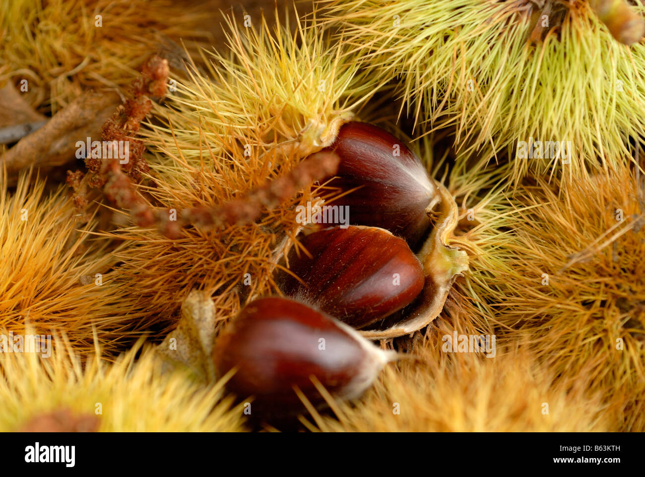 Chestnut tree autumn colours hi-res stock photography and images - Alamy