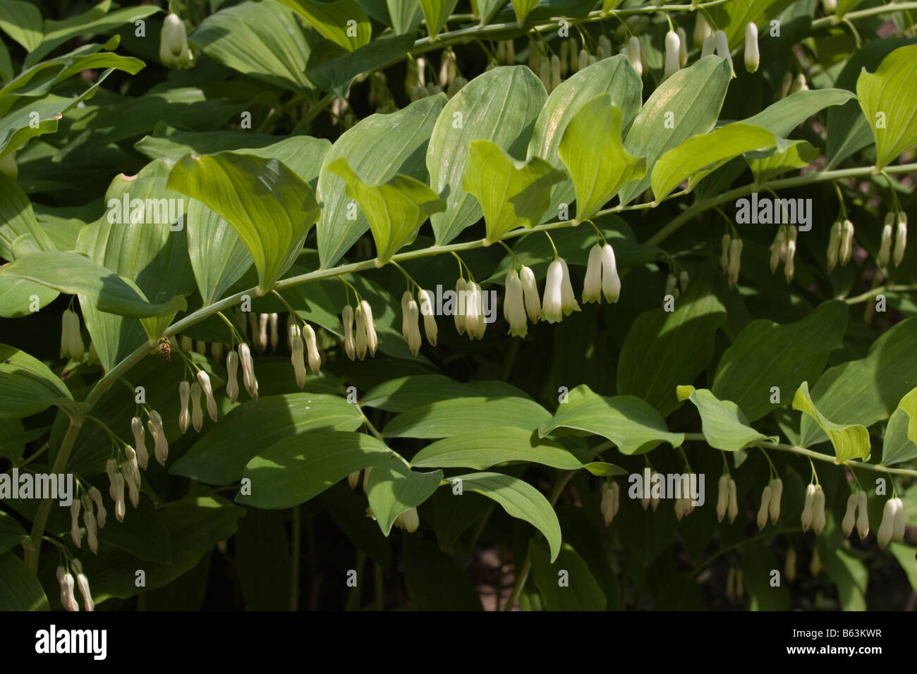 Solomons Seal Flowers Polygonatum Stock Photo - Alamy
