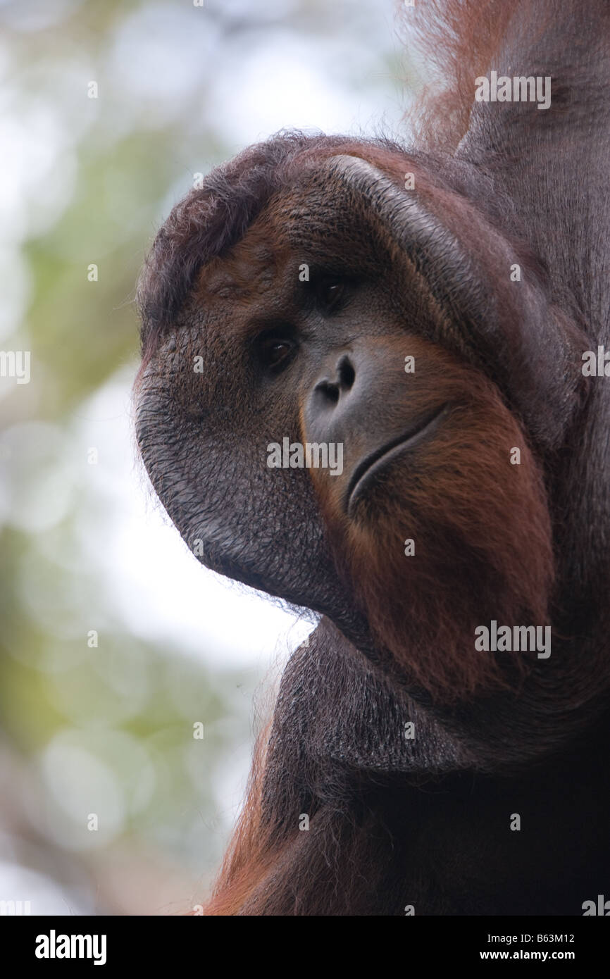 Unflanged male orangutan hi-res stock photography and images - Alamy