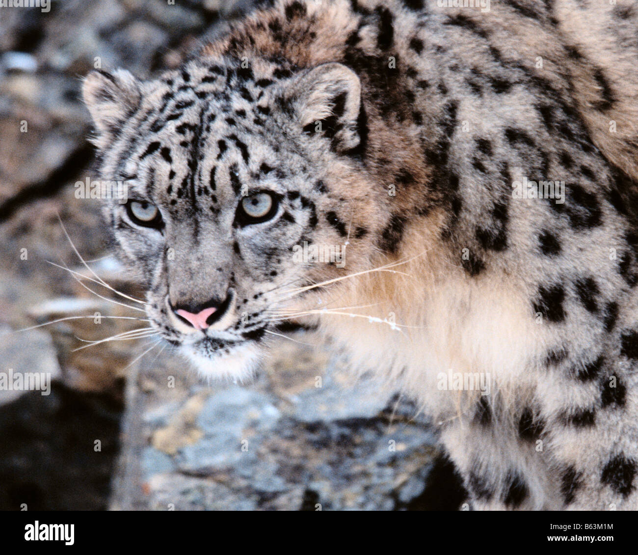 A snow leopard watches from a rocky area Stock Photo - Alamy