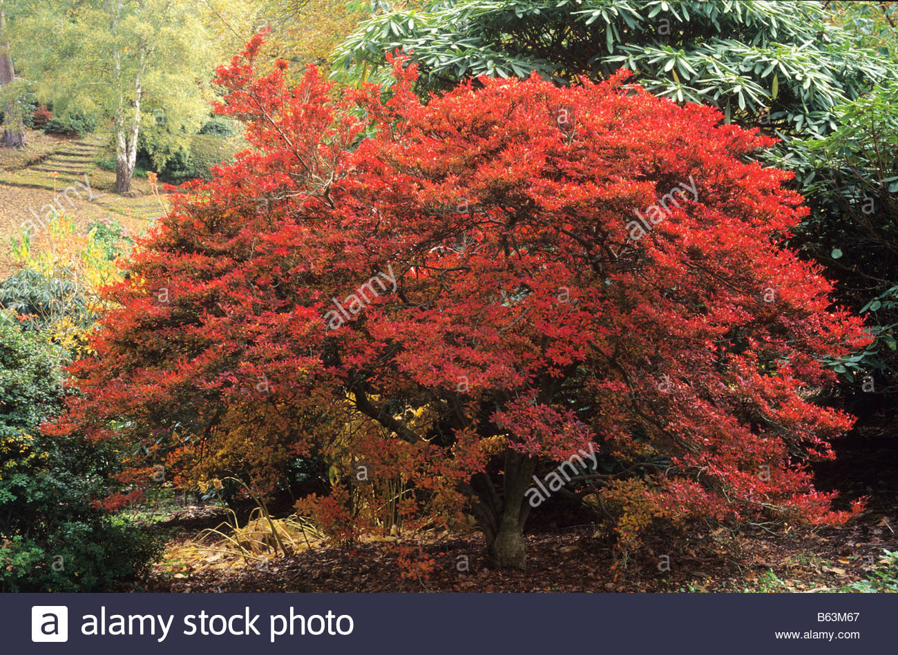 Enkianthus Campanulatus Autumn Stock Photos & Enkianthus Campanulatus ...