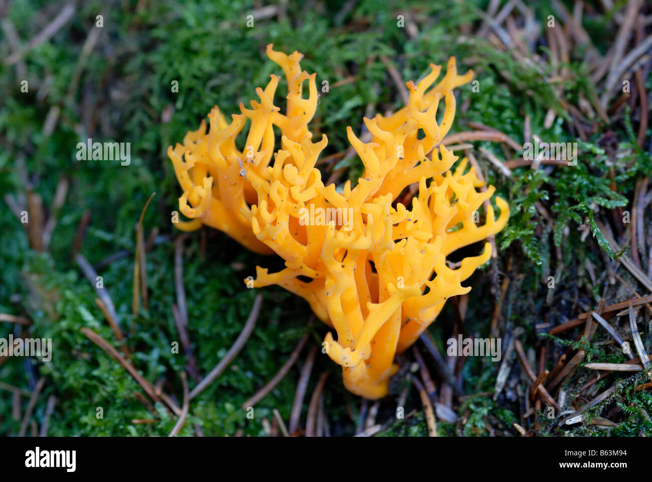 Uk funghi hi-res stock photography and images - Alamy