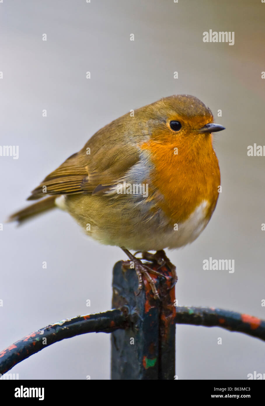 Robin at rest hi-res stock photography and images - Alamy
