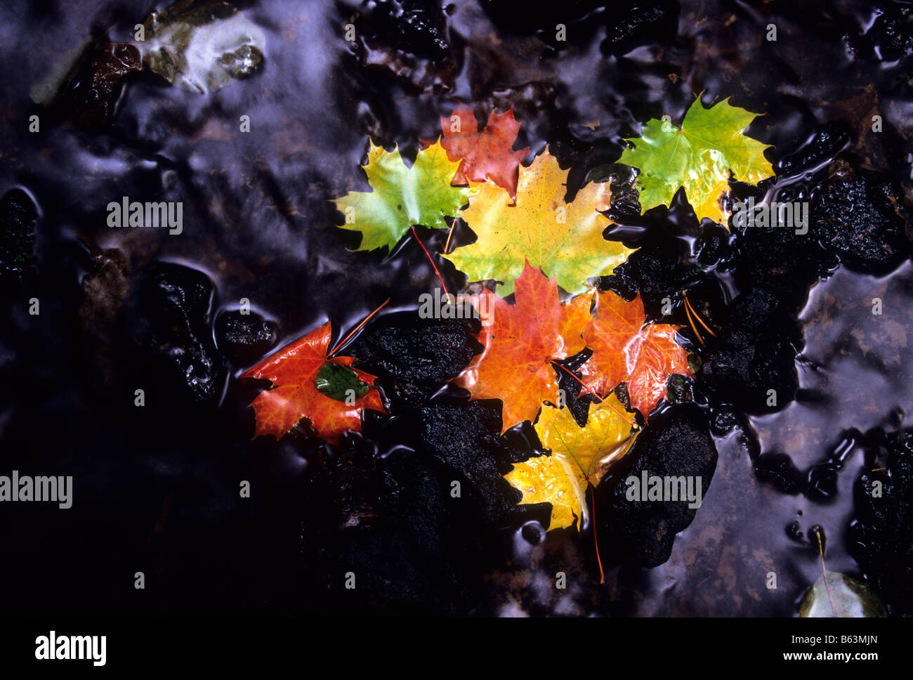 Maple leaves in stream Stock Photo - Alamy