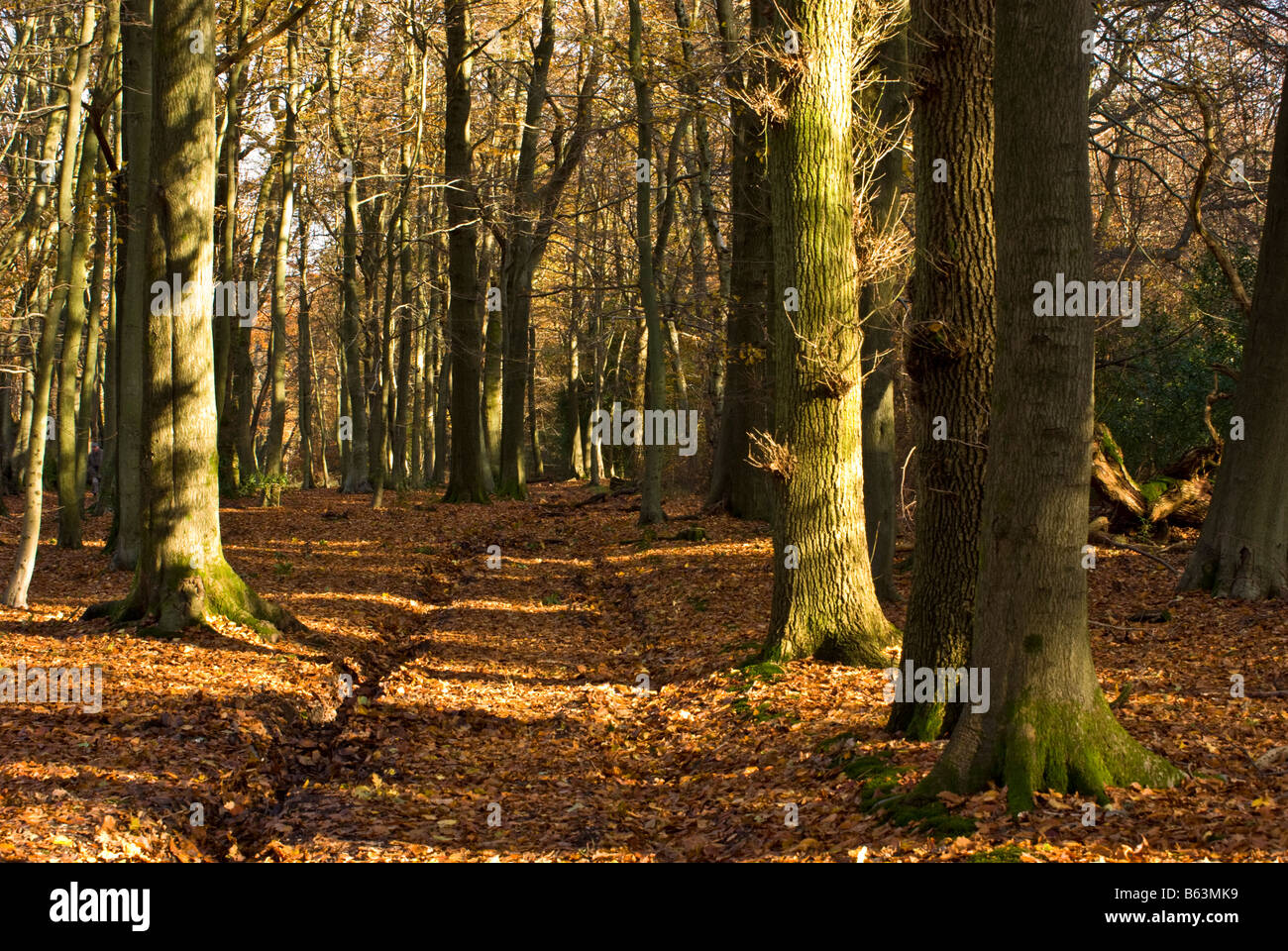 Woodland track in Autumn Stock Photo - Alamy