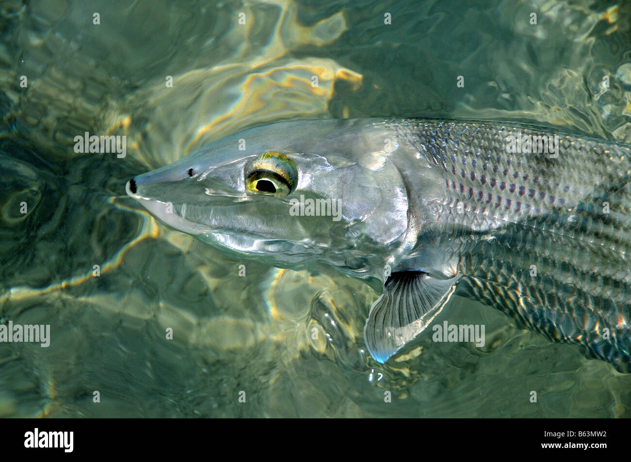 A Caribbean bonefish often feed on crabs and shrimp in the shallow ...