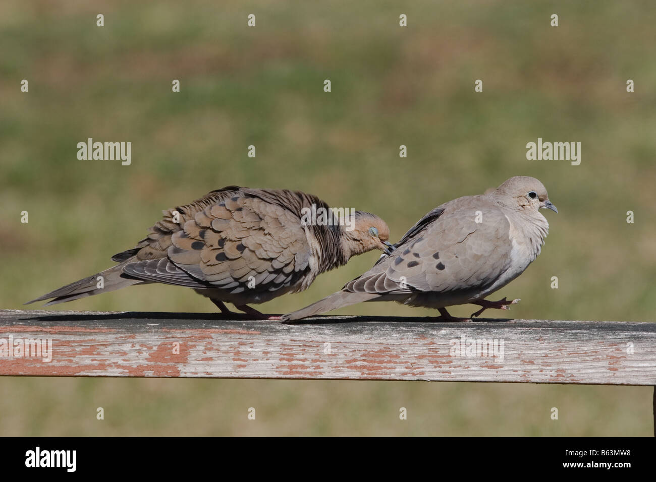 Pair Mourning Doves preening themselves Stock Photo - Alamy