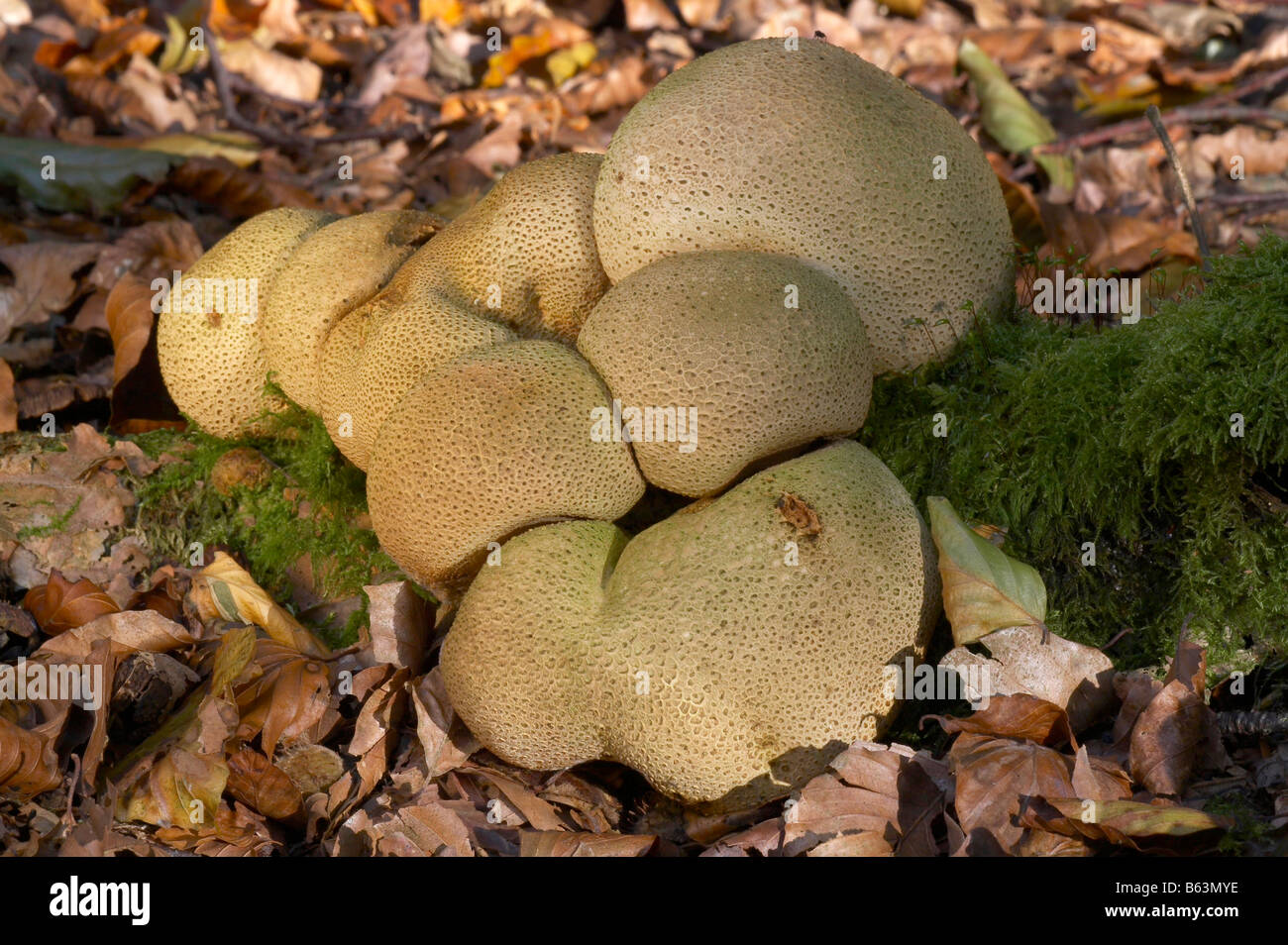 Earthball fungi hi-res stock photography and images - Alamy