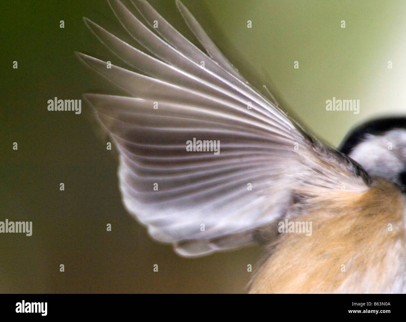 Black capped chickadee flying hi-res stock photography and images - Alamy