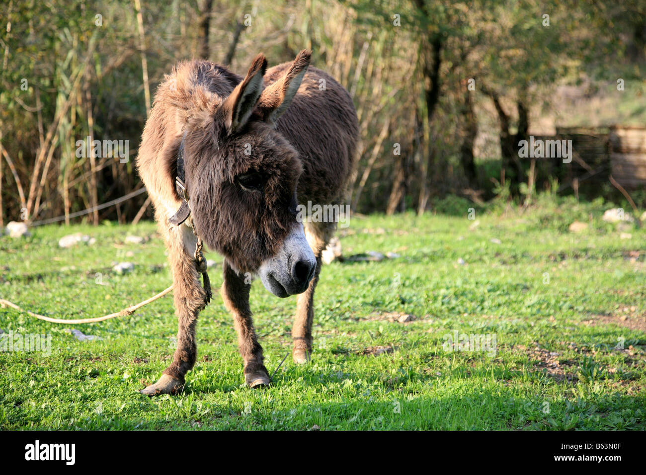 Donkey tied hi-res stock photography and images - Alamy