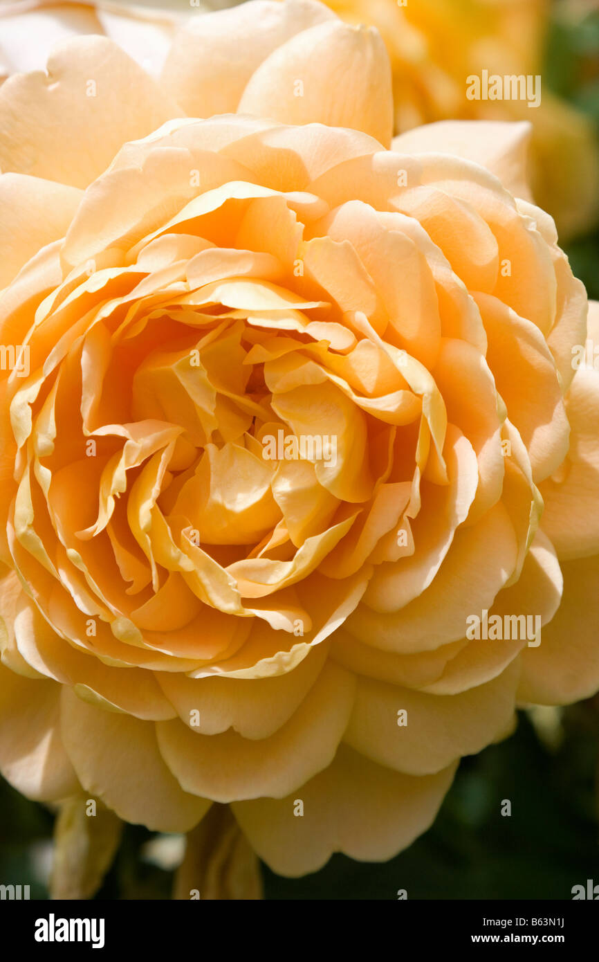 David Austen rose, called Golden Celebration Stock Photo - Alamy
