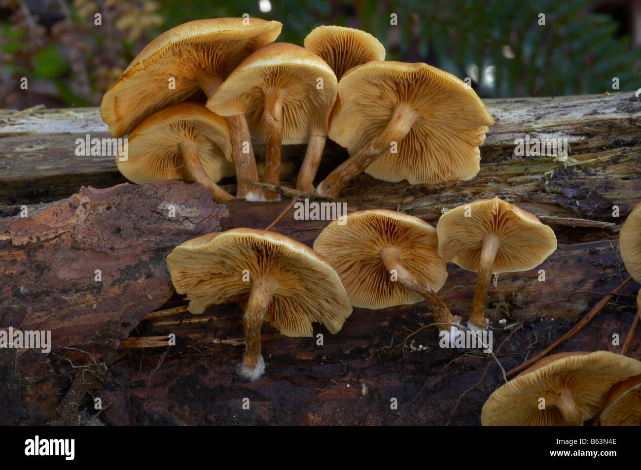 Birch Knight fungi Stock Photo - Alamy