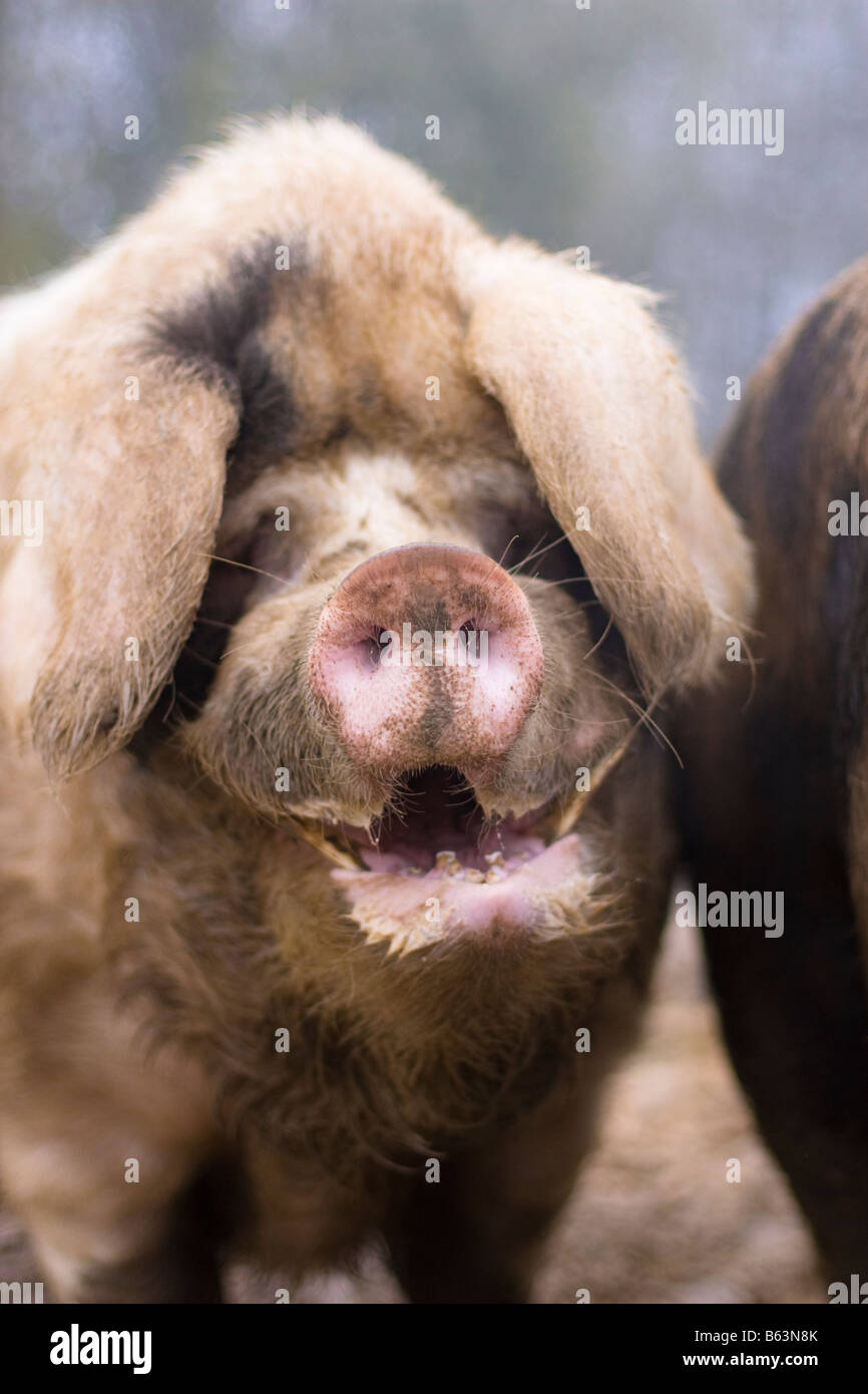 Gloucestershire Old Spots boar Stock Photo - Alamy
