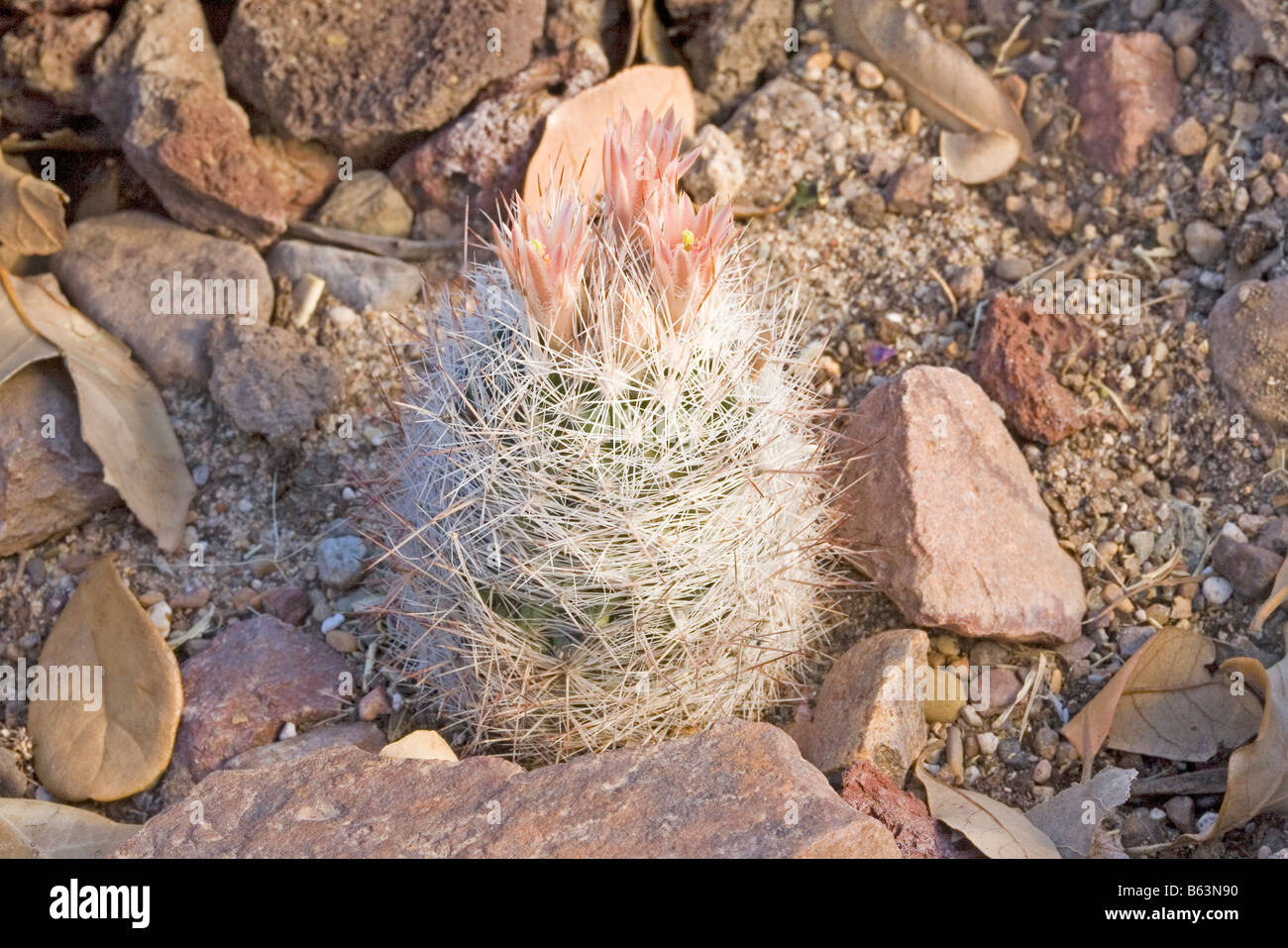 Desert Beehive Cactus Coryphantha dasyacantha Sul Ross State University ...