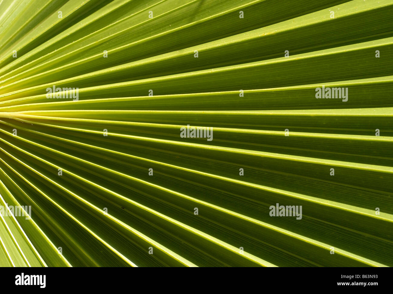 Green Palm fan leaf nature Stock Photo - Alamy