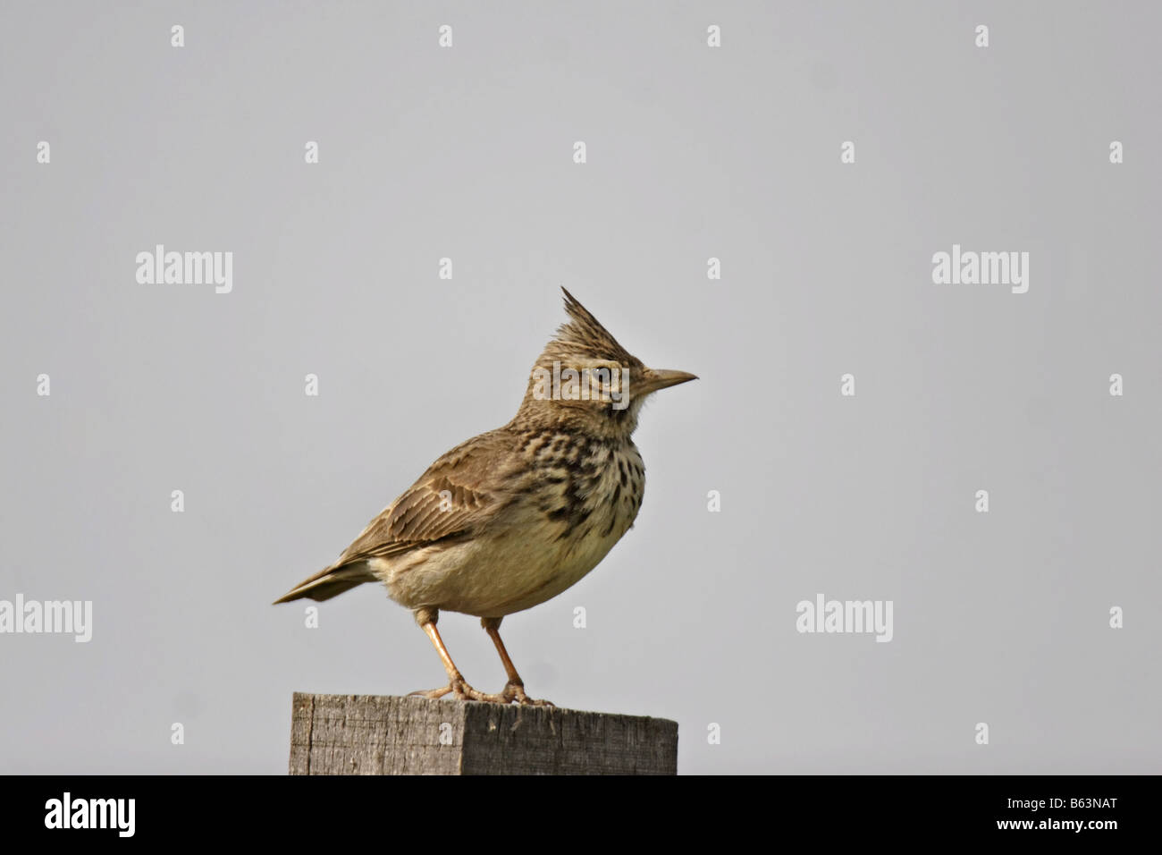 Haubenlerche Lerche Crested Lark Galerida cristata Stock Photo - Alamy