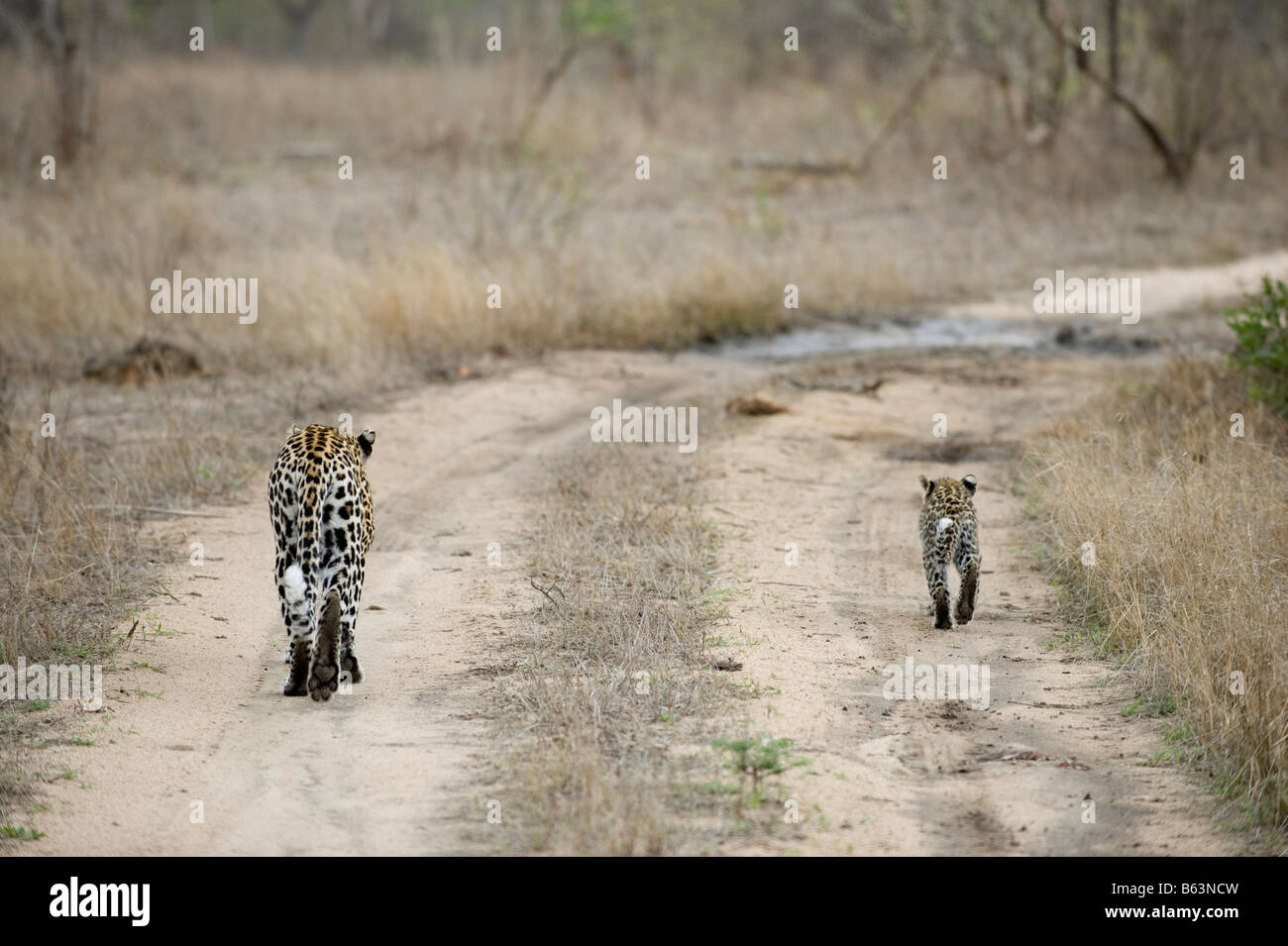 A mother leopard and its baby Stock Photo - Alamy