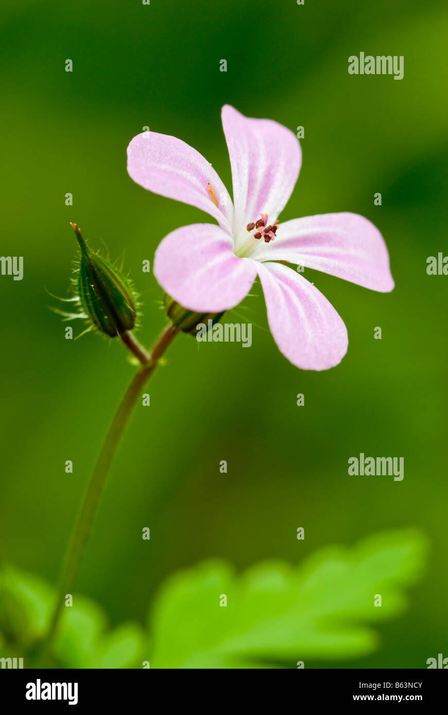 Herb Robert (Geranium Robertianum Stock Photo - Alamy