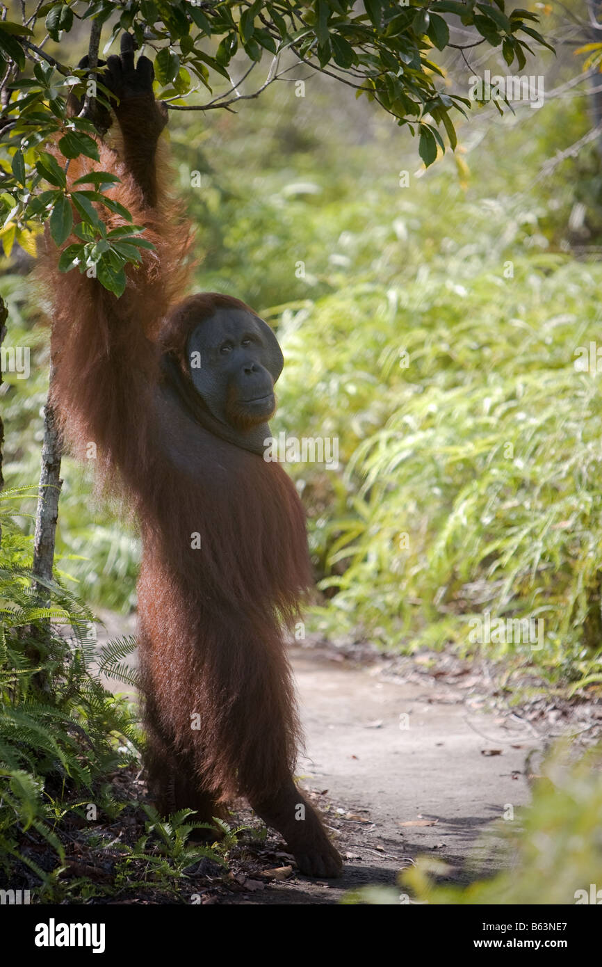 Male orangutan [Pongo pygmaeus] in Tanjung Puting NP Borneo Stock Photo ...