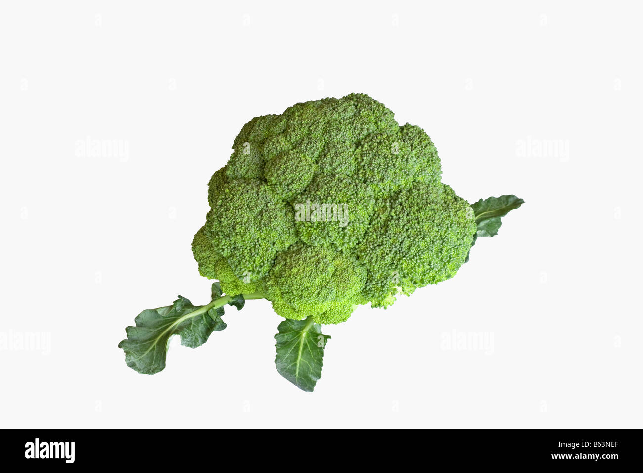 Single Broccoli Cut Out High Resolution Stock Photography and Images ...