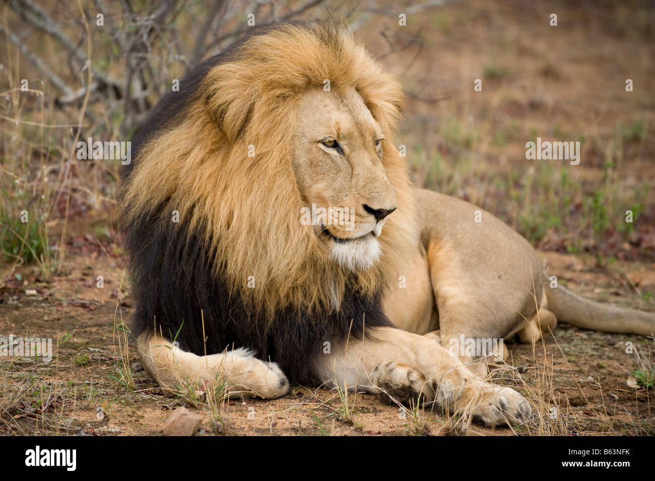 Lion chase prey hi-res stock photography and images - Alamy