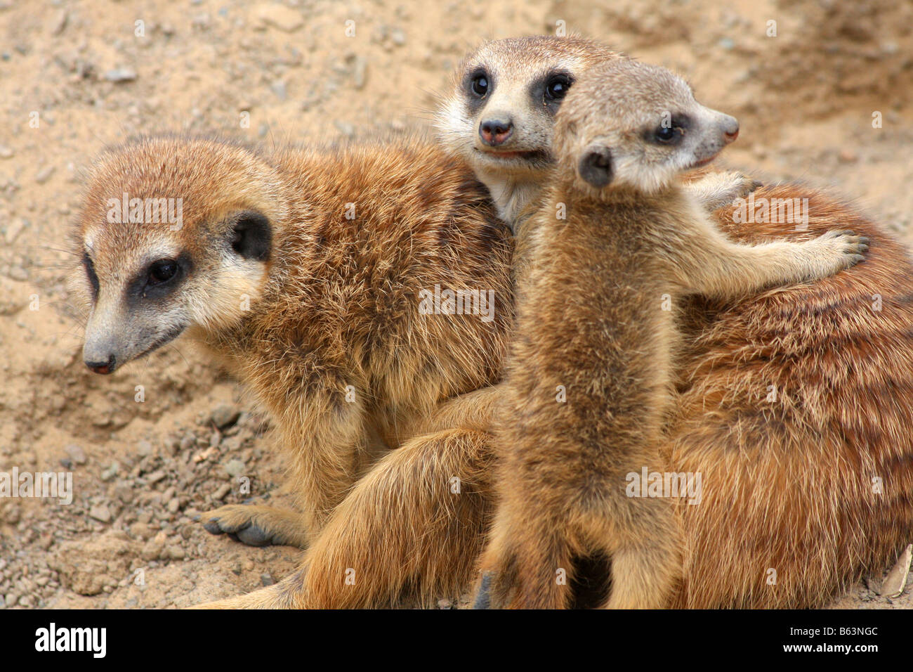 stock photo of meerkat family Stock Photo - Alamy