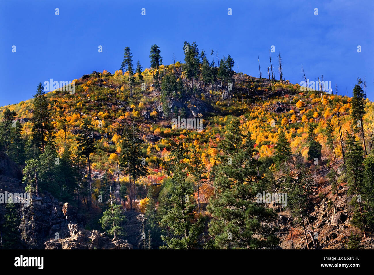 Yellow Trees Mountain Fall Colors Stevens Pass Leavenworth Washington ...