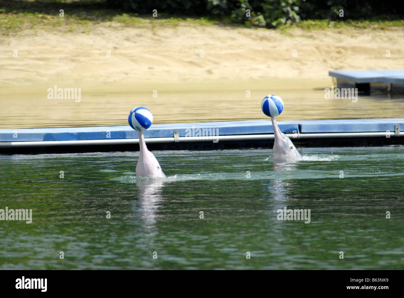 Sentosa Island Underwater World And Dolphin Lagoon