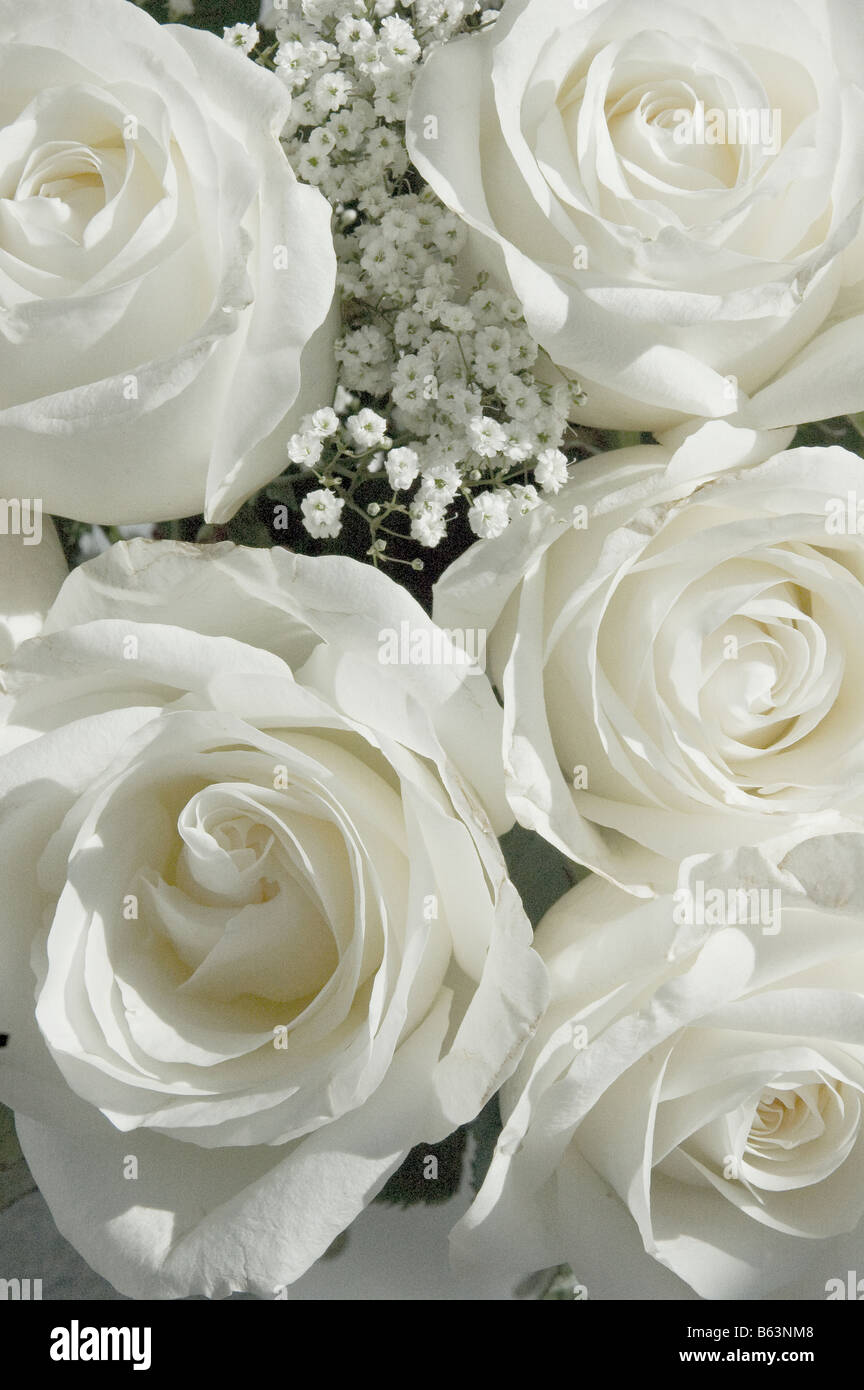 White roses with baby's breath Stock Photo - Alamy