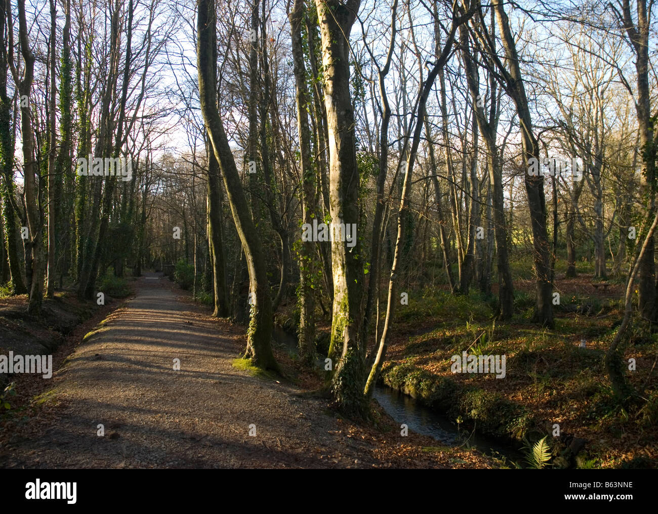 Tehidy woods country park hi-res stock photography and images - Alamy