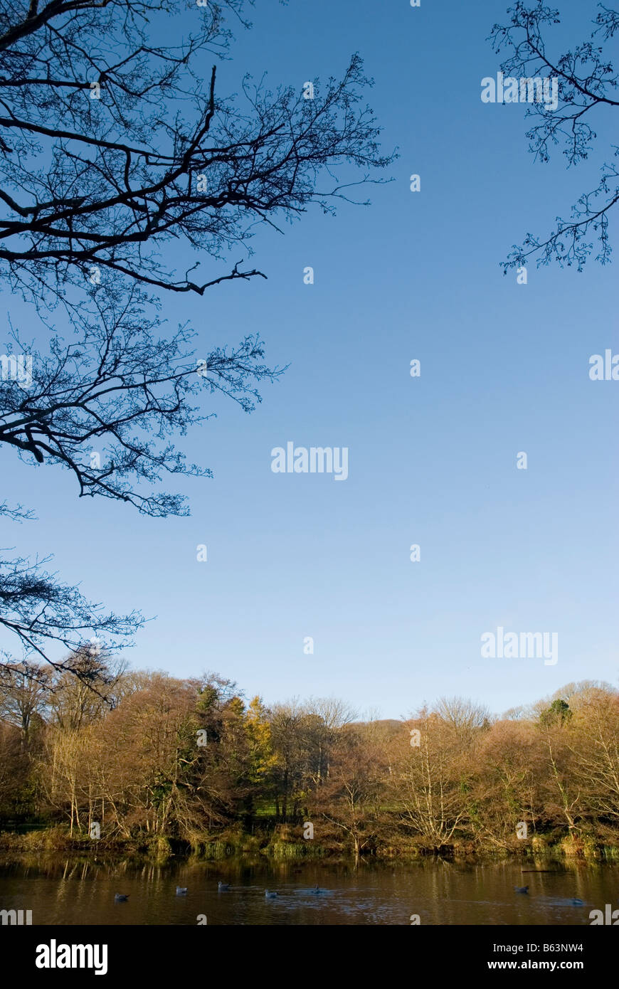 Tehidy woods lake, Cornwall, England Stock Photo - Alamy