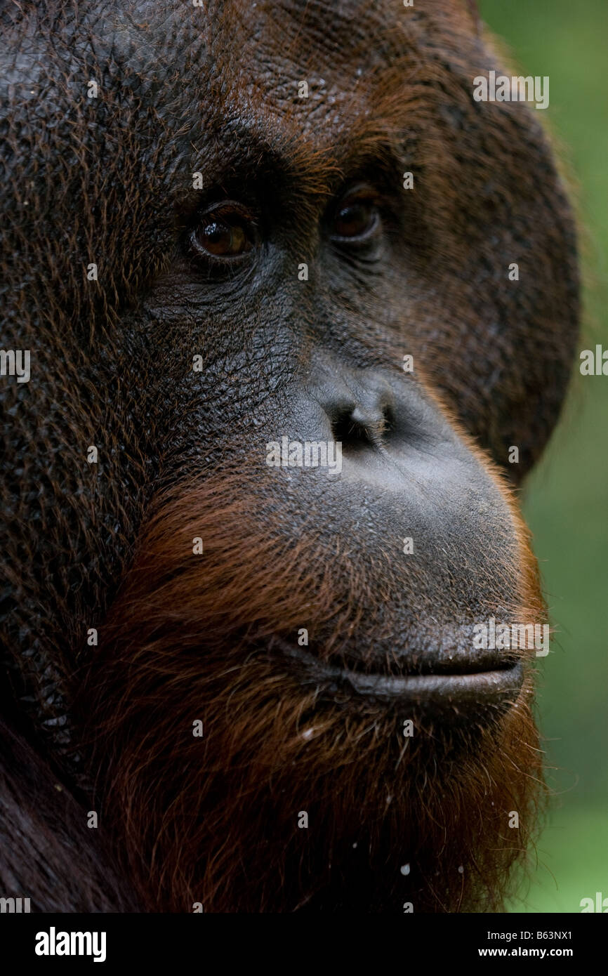 Orangutan face male old hi-res stock photography and images - Alamy