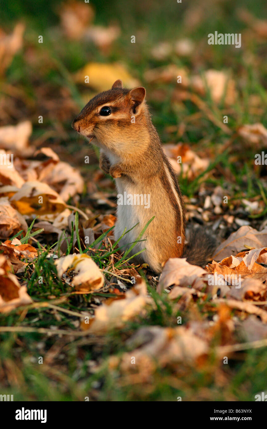 Eastern Chipmunk standing upright in suburban yard under bird feeder ...