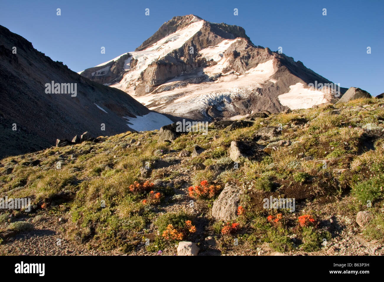 Mount Hood above alpine paintbrush on Barrett Spur Mount Hood ...