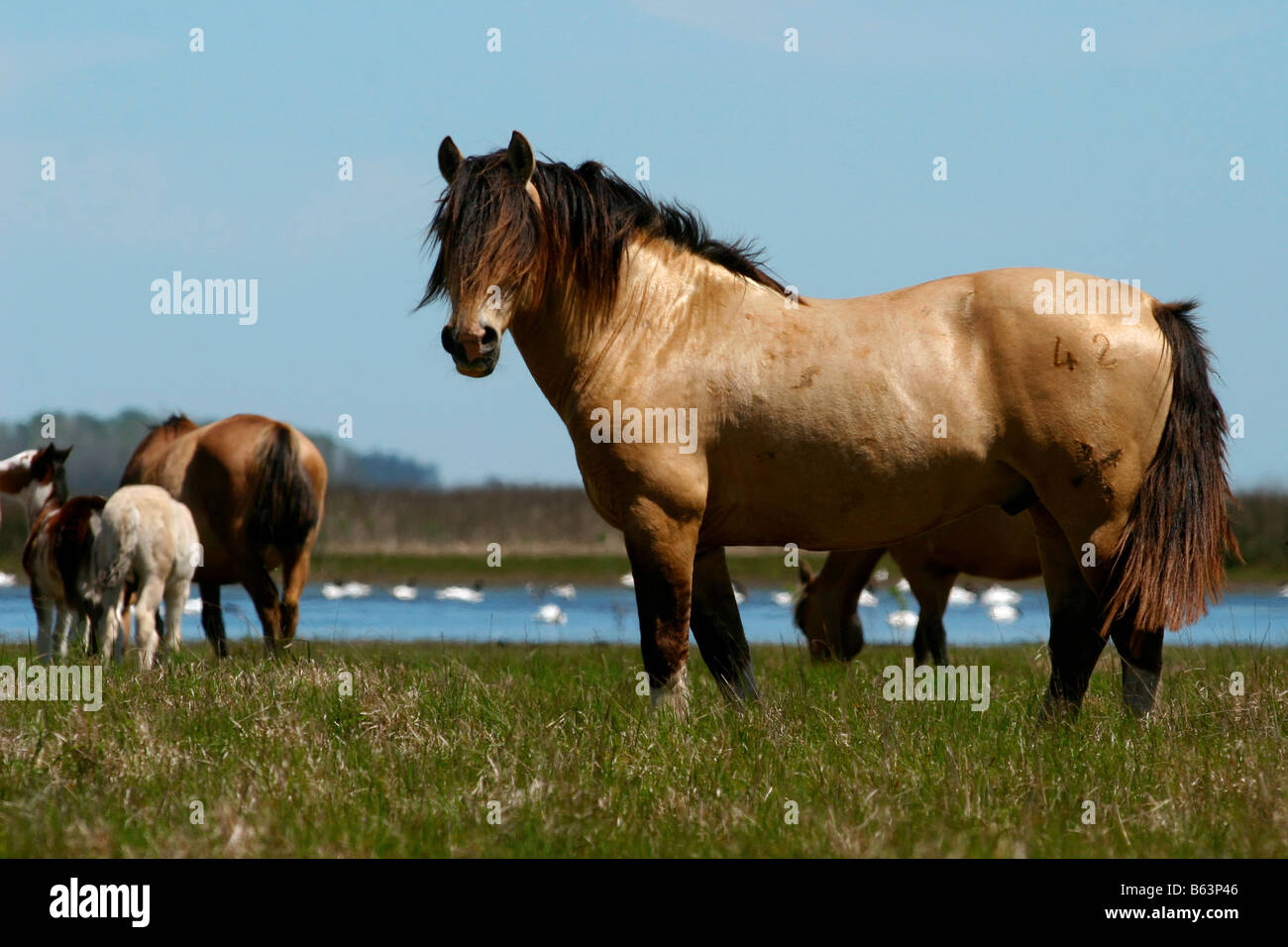 Caballo criollo en la pampa hi-res stock photography and images - Alamy