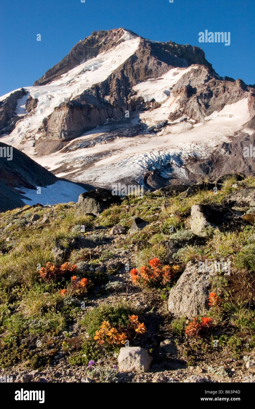 Mount Hood above alpine paintbrush on Barrett Spur Mount Hood ...