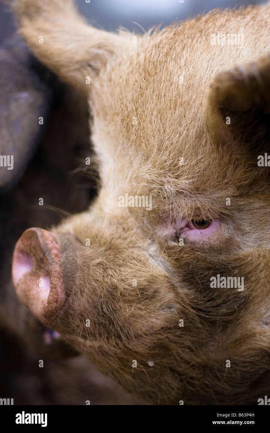 Middle White boar Stock Photo - Alamy