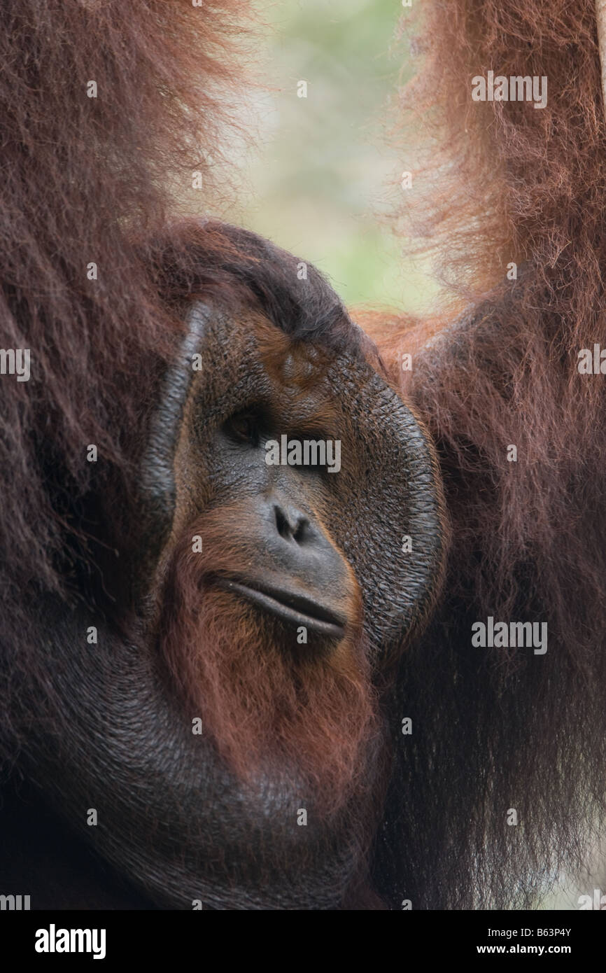 Male orangutan [Pongo pygmaeus] in a tree in Tanjung Puting NP Borneo ...